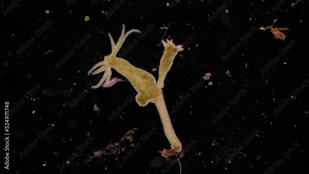 Hydra under the microscope, Hydra is a genus of small, fresh-water ...