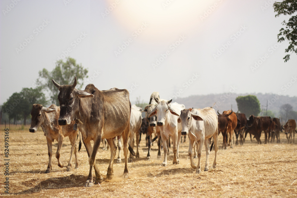 Indian cows eating grass and walking in field haryana, India. Indian ...
