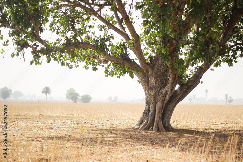 Peepal tree India. Ficus religiosa or sacred fig Haryana, India Stock ...