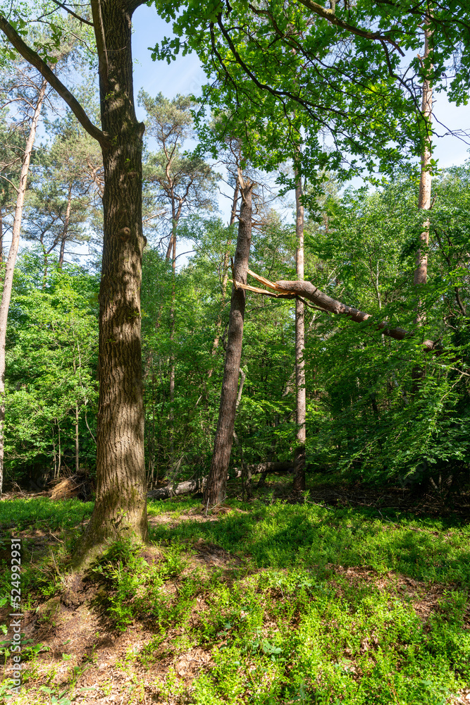 Mixed trees along an old trail in Planken Wambuis in The Netherlands ...