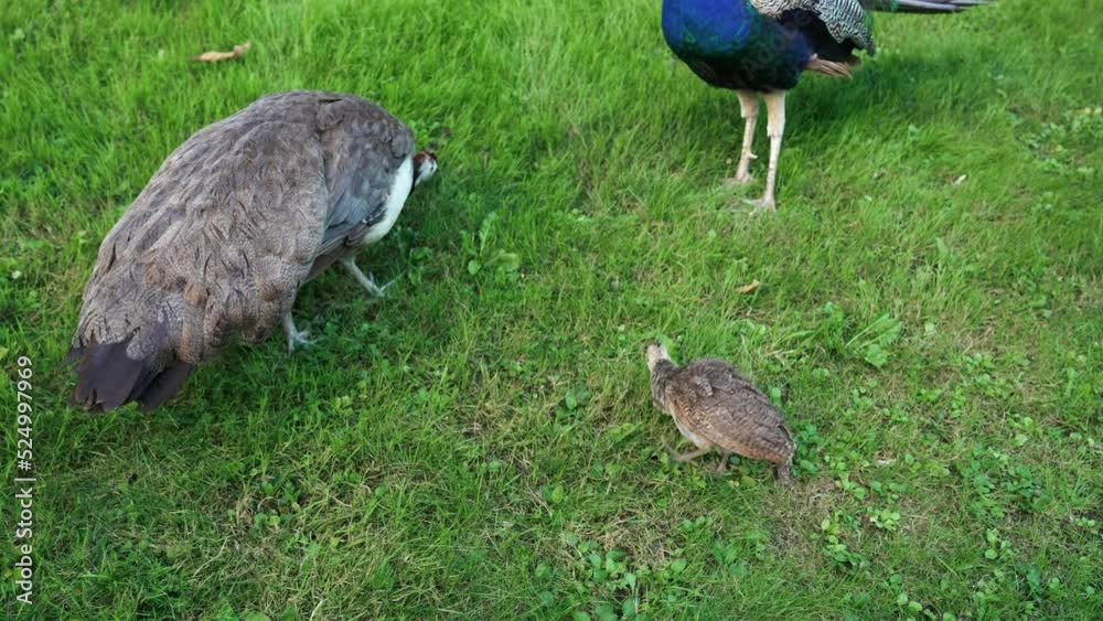 Mother and dad peafowl with baby feeding close up. Pavo cristatus ...