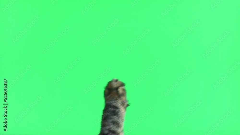 Cat paw touching, clicking, tapping and swiping on chromakey green ...