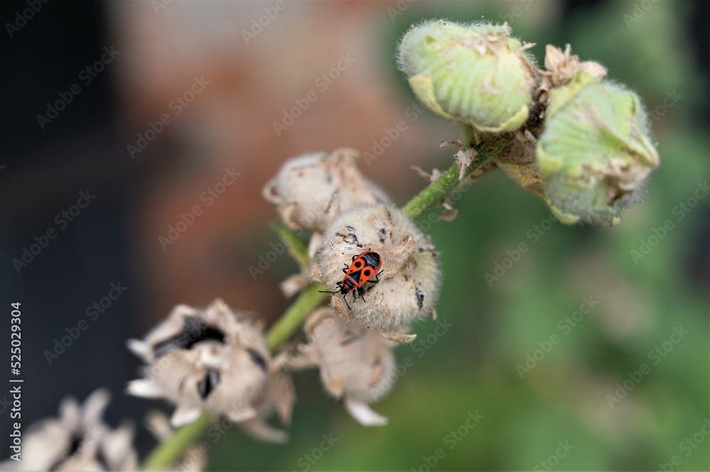 Feuerwanze ( Pyrrhocoridae ) auf einem Hibiskus - Feuerwanzen vermehren ...