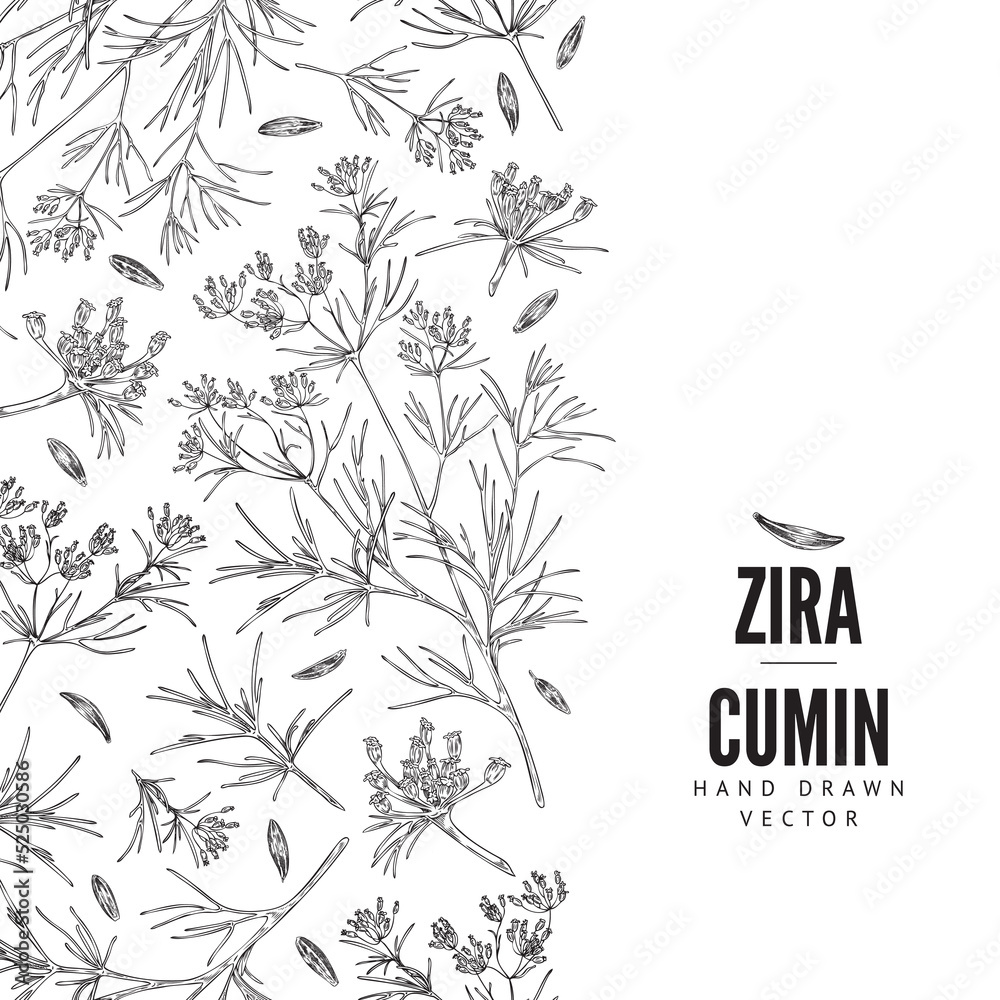Cumin or zira spice background design hand drawn sketch vector ...