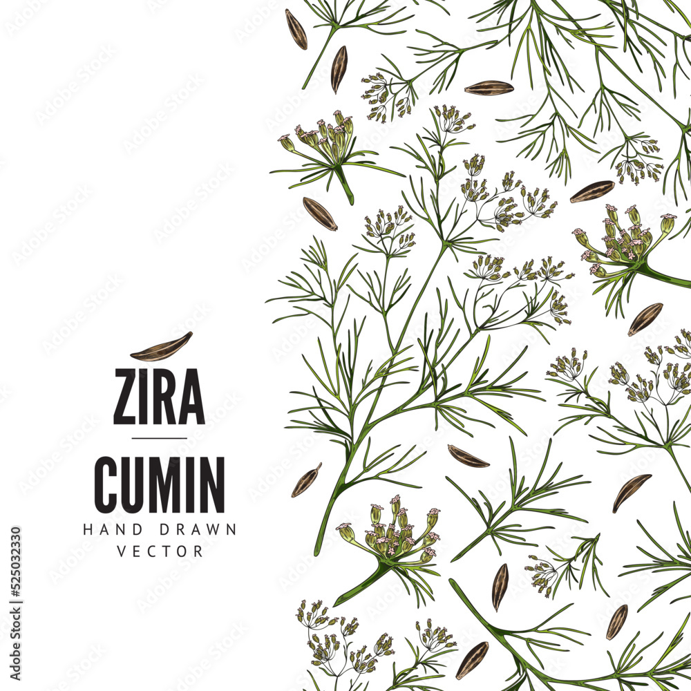 Seamless vertical border with hand drawn cumin sketch style Stock ...