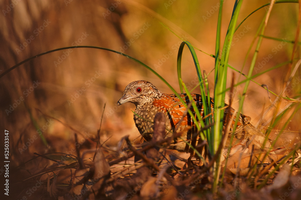 Painted buttonquail (Turnix varius) a special endemic bird of Australia ...