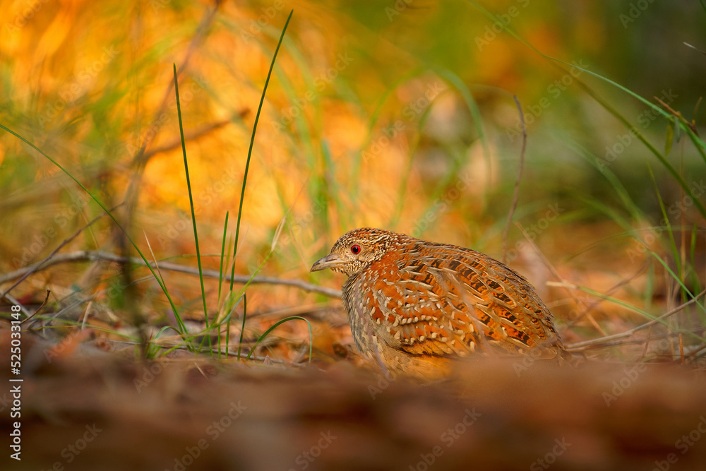 Painted buttonquail (Turnix varius) a special endemic bird of Australia ...