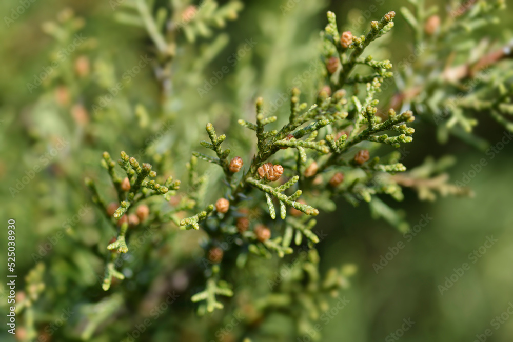 Pfitzer Juniper Stock Photo | Adobe Stock