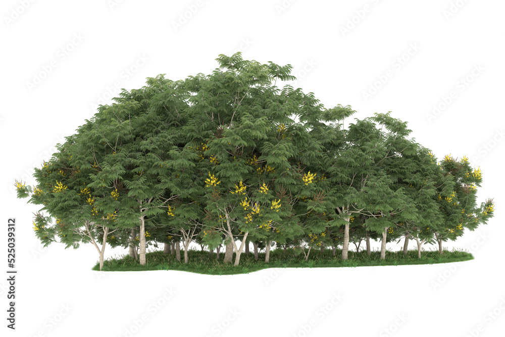 Forest on transparent background. 3d rendering - illustration Stock ...
