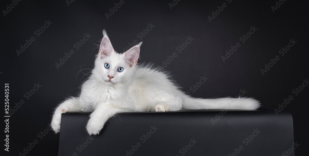 Adorable solid white Maine Coon cat kitten with blue eyes, laying side ...