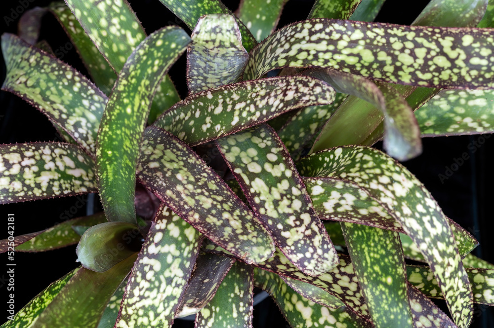 Close up of the leaves of Bromeliad plant Billbergia 'Casa Blanca ...