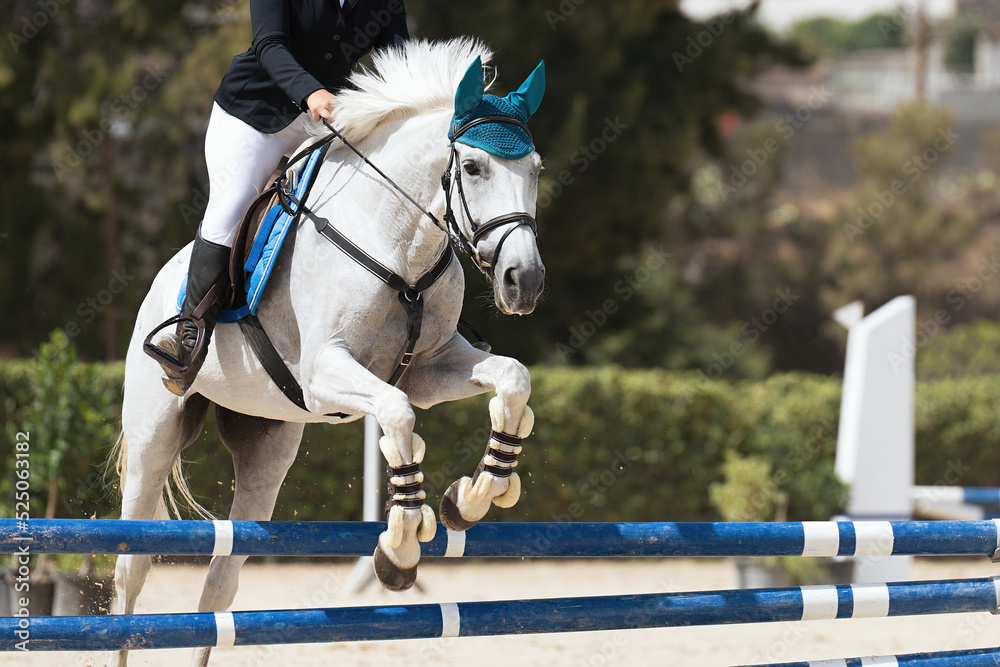Sport horse jumping over a barrier on a obstacle course, rider in ...
