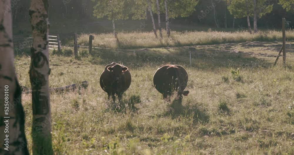 Vidéo Stock Two brown cows graze grassy fields at sunset as birds fly ...