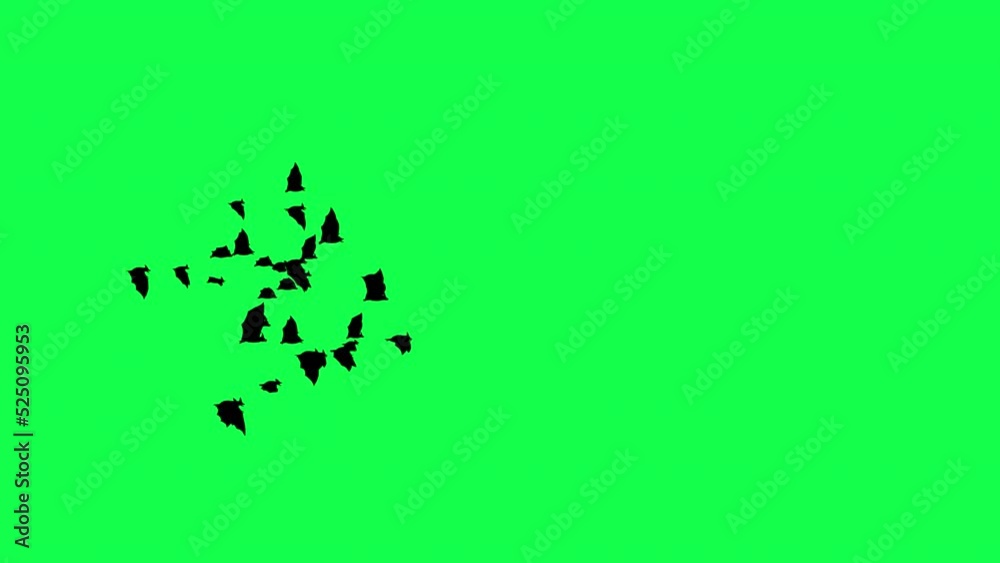 halloween bat flying loop motion graphics video transparent background ...