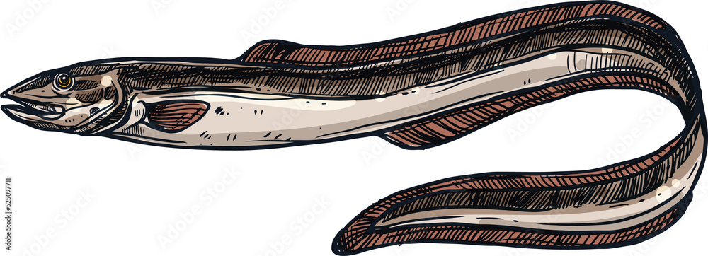 Eel-shape fish isolated electric eel marine animal Stock Illustration ...