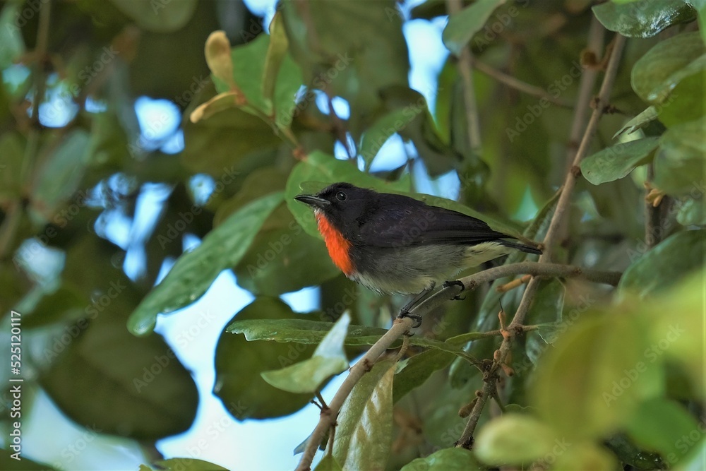 The Grey-sided Flowerpecker (Dicaeum celebicum) a common and widespread ...