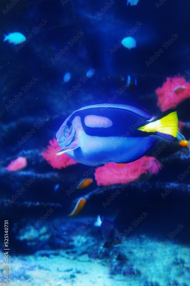 PEZ, DORY, PEZ CIRUJANO AZUL, MAR, AZUL, PARACANTHURUS Stock Photo ...