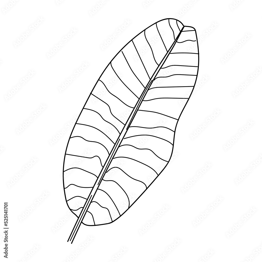Linear Banana Leaf illustration. Hand drawing leaves banana. leaf ...