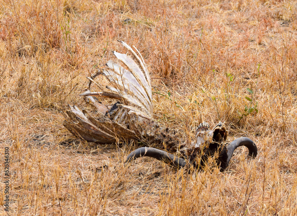 Cape buffalo skeleton in the sun after the carcass was devoured by ...