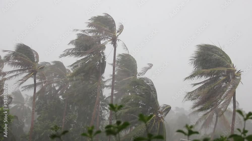 Tropical storm pouring rain with violent wind on palm trees during ...