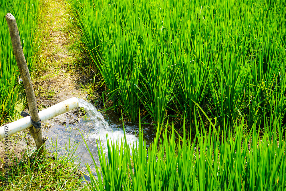 Irrigation of rice fields using pump wells with the technique of ...