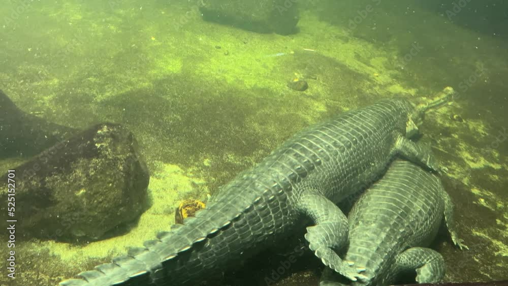 Two crocodiles swimming together on the bottom of a pond. Stock video ...