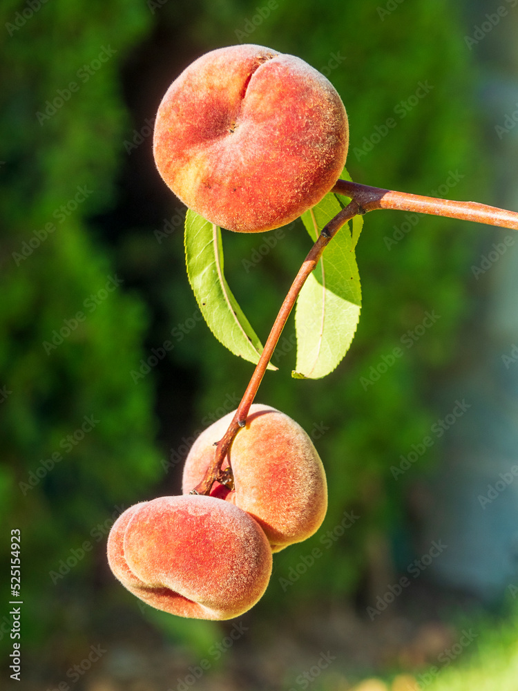 Frutos en las ramas del árbol del paraguayo Stock Photo | Adobe Stock