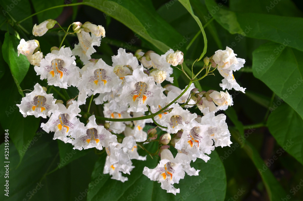 White flowers of the Northern Catalpa tree (Catalpa speciosa) or Cigar ...