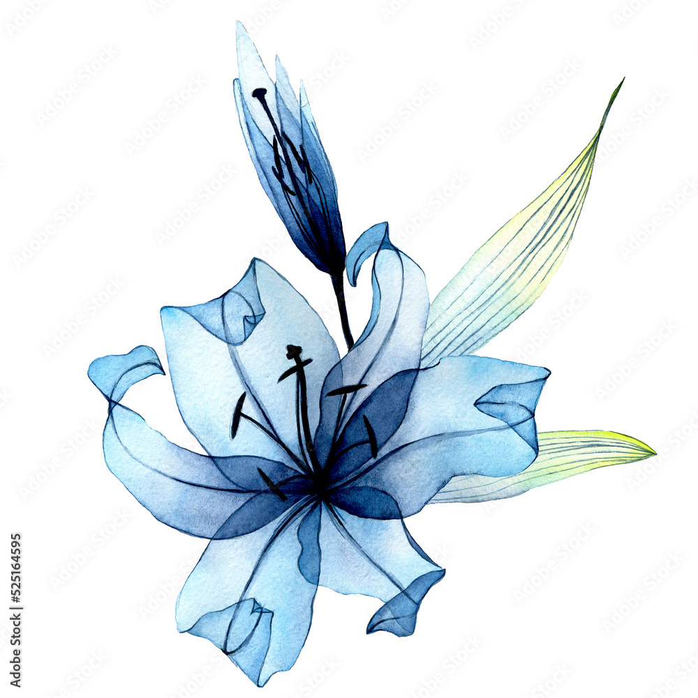 watercolor transparent flower. transparent blue lily in pastel colors ...