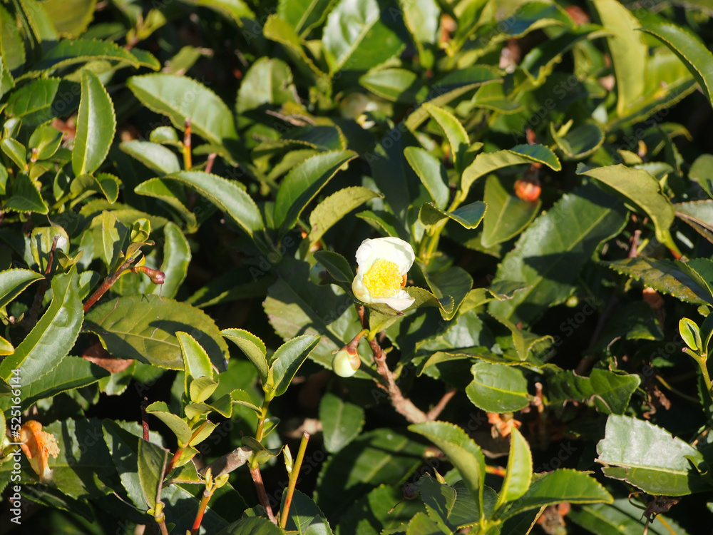 Tea leaves, tea plantation, screen saver, close-up. Background image ...