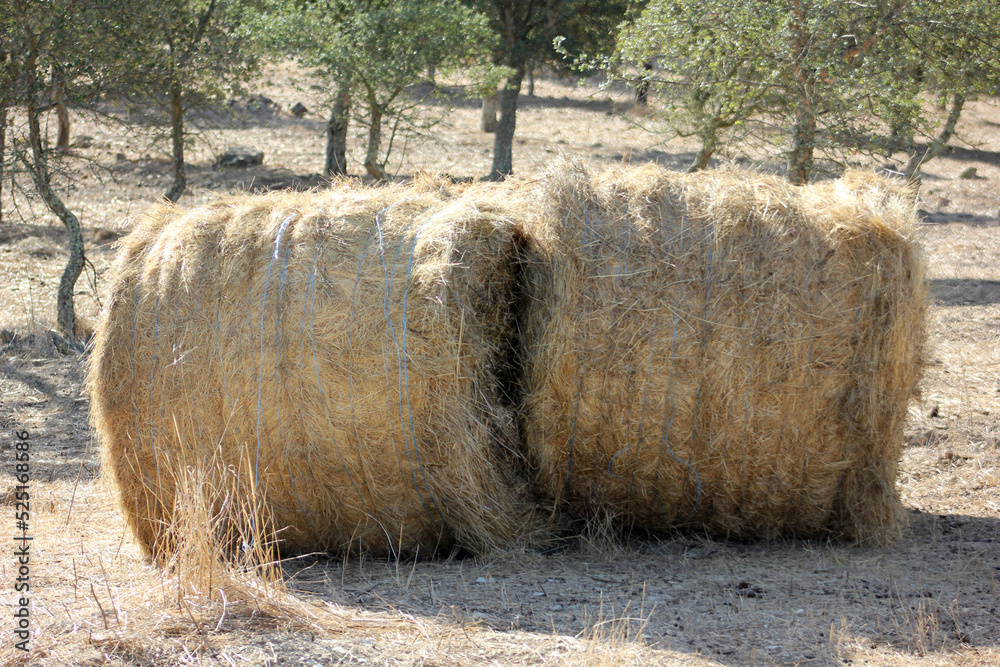 fardos de palha Stock Photo | Adobe Stock