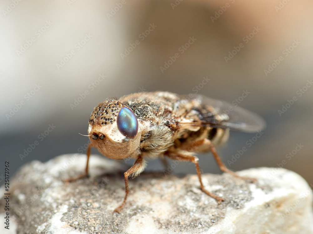 Sheep bot fly. Oestrus ovis Stock Photo | Adobe Stock