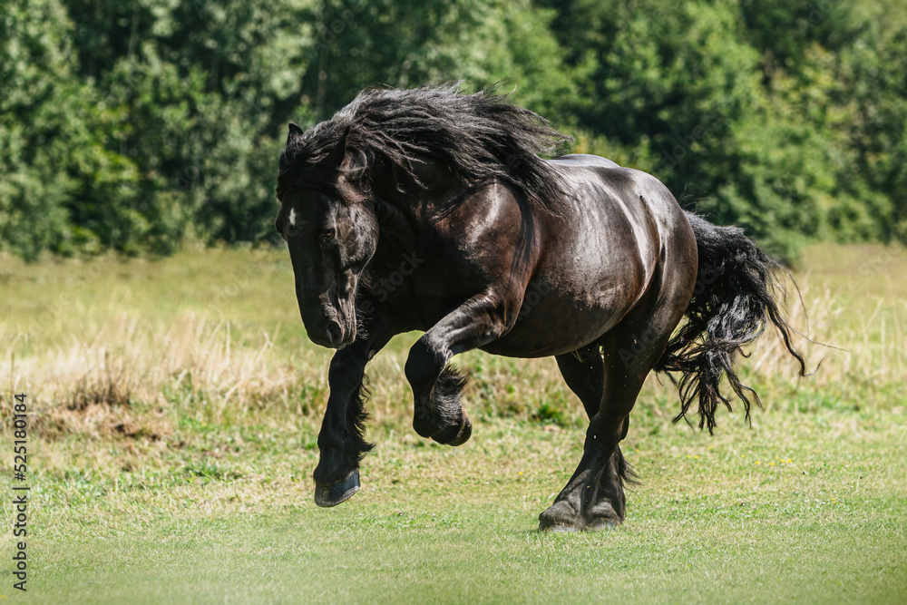 Percheron Horse