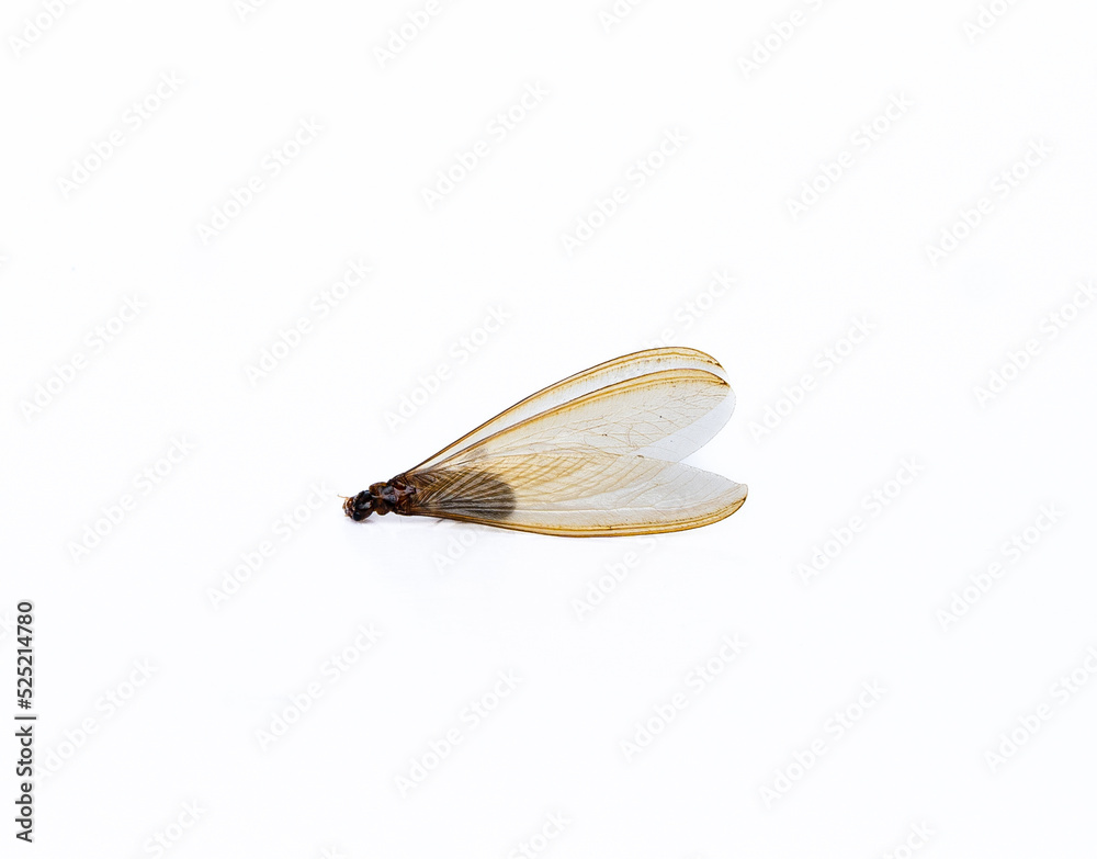 Wings of moths, orange, brown, are translucent and fragile. The pattern ...