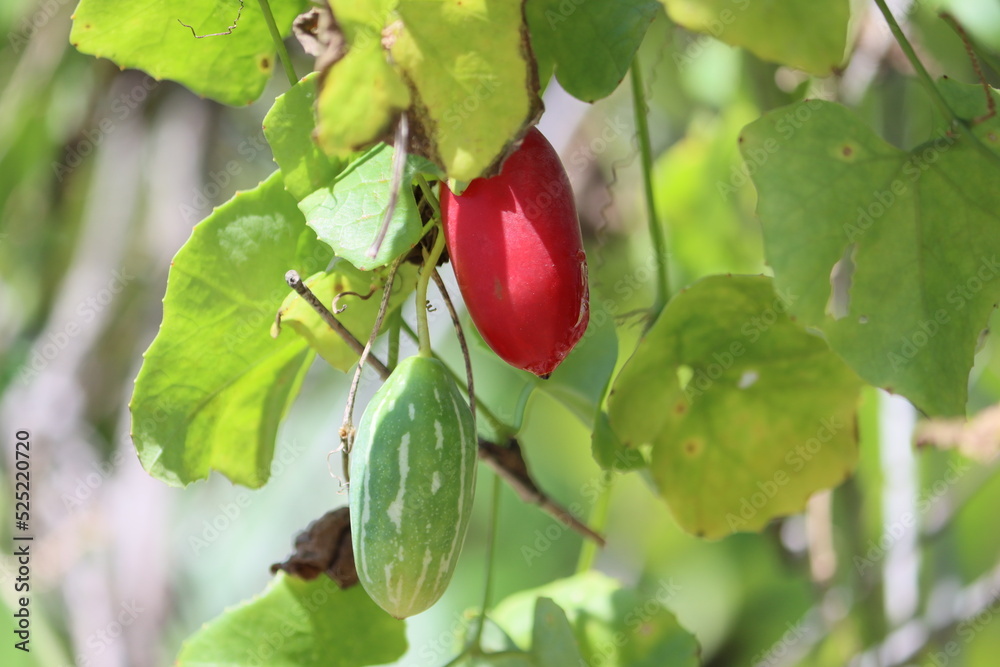 Cambodia. Coccinia grandis, the ivy gourd, also known as scarlet gourd ...
