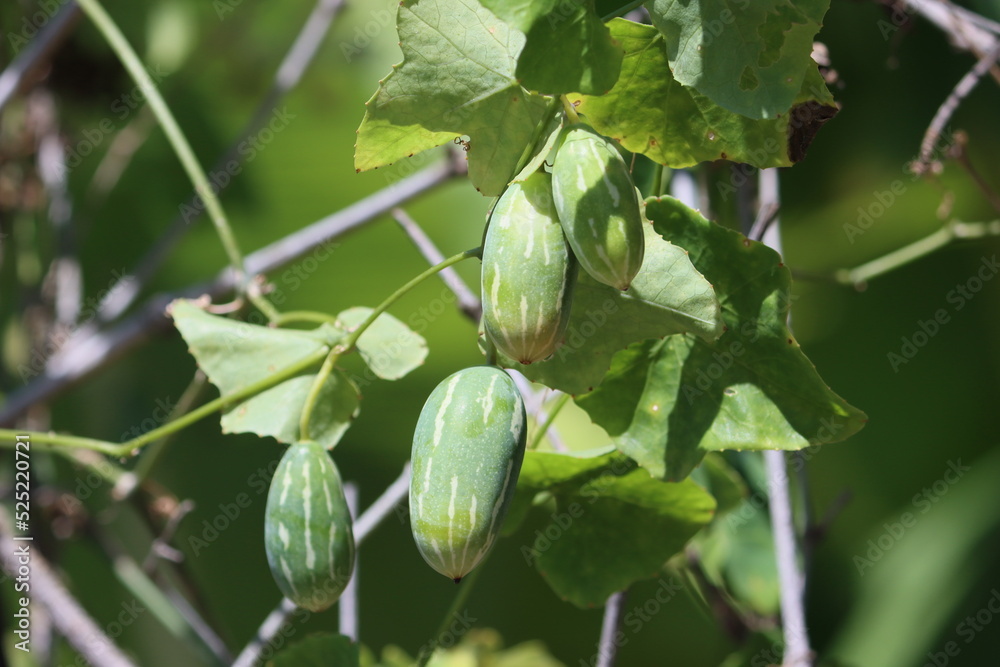 Cambodia. Coccinia grandis, the ivy gourd, also known as scarlet gourd ...