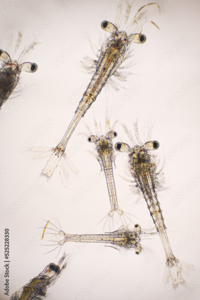 Shrimp Zoea Stage And Mysis Stage Of Vannamei Shrimp In Light