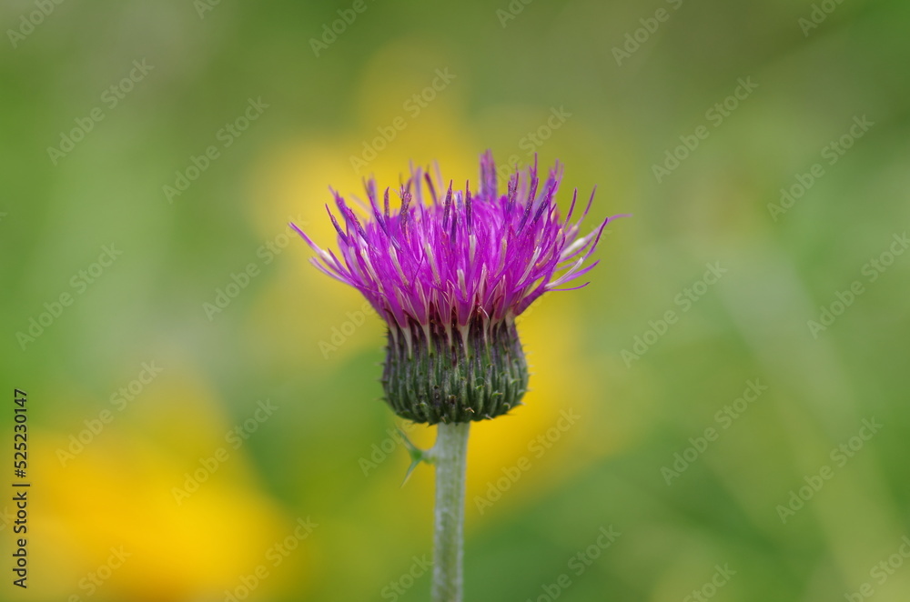 Serratula coronata subsp. insularis (Tamurasou), perennial herb in the ...
