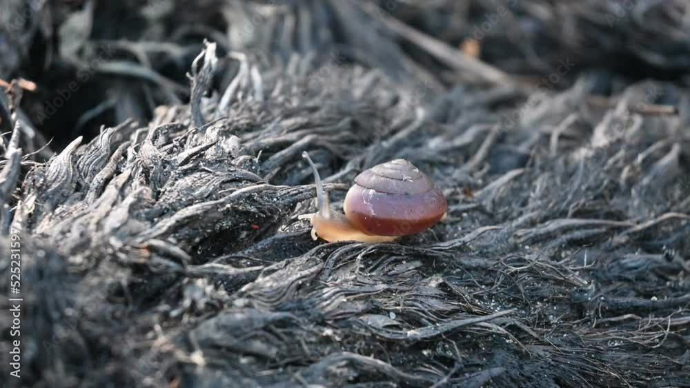 a snail is walking on its belly legs on an empty bunch of oil palm ...