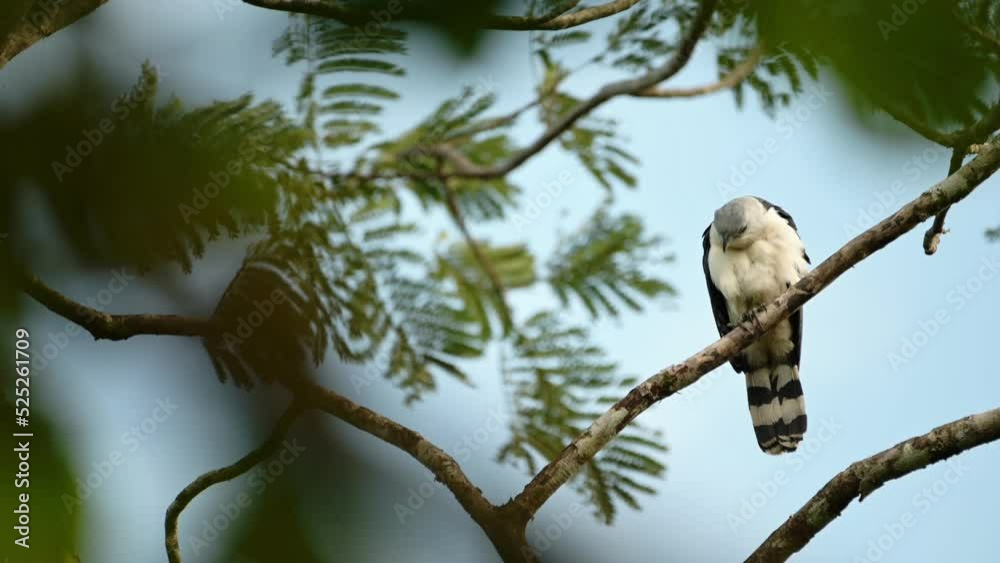 Gray Headed Kite (leptodon cayanensis), Costa Rica Bird of Prey and ...