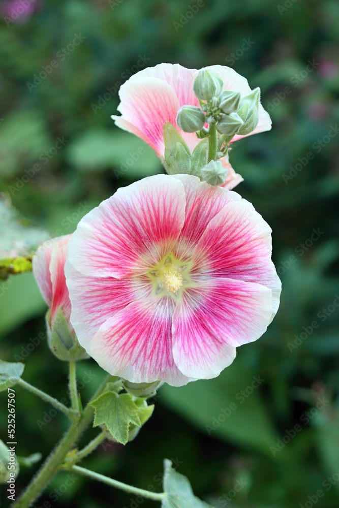 Flower of Alcea rosea , known as Red hollyhock. Detail of flower head ...