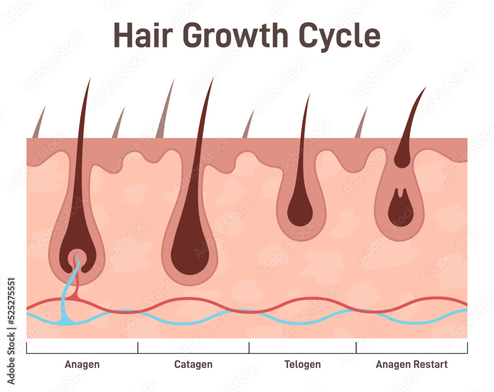 Hair Growth Cycle Hair Developing Stages Anagen Telogen Catagen