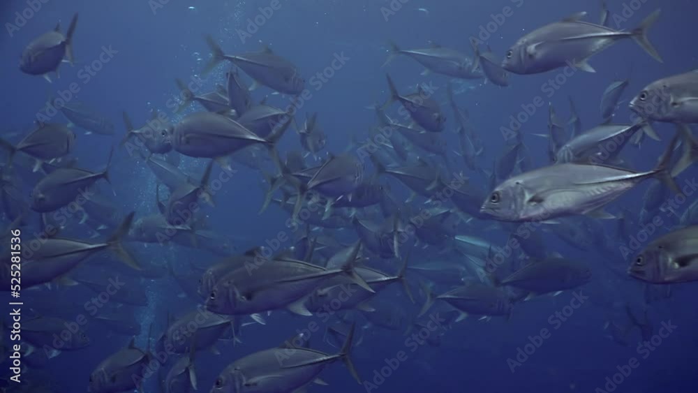 Vídeo do Stock: Shoal of snappers in wonderful seabed of the Andaman ...