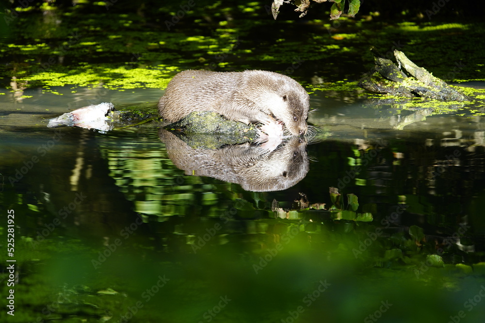 The Eurasian otter (Lutra lutra), also known as the European otter, is ...