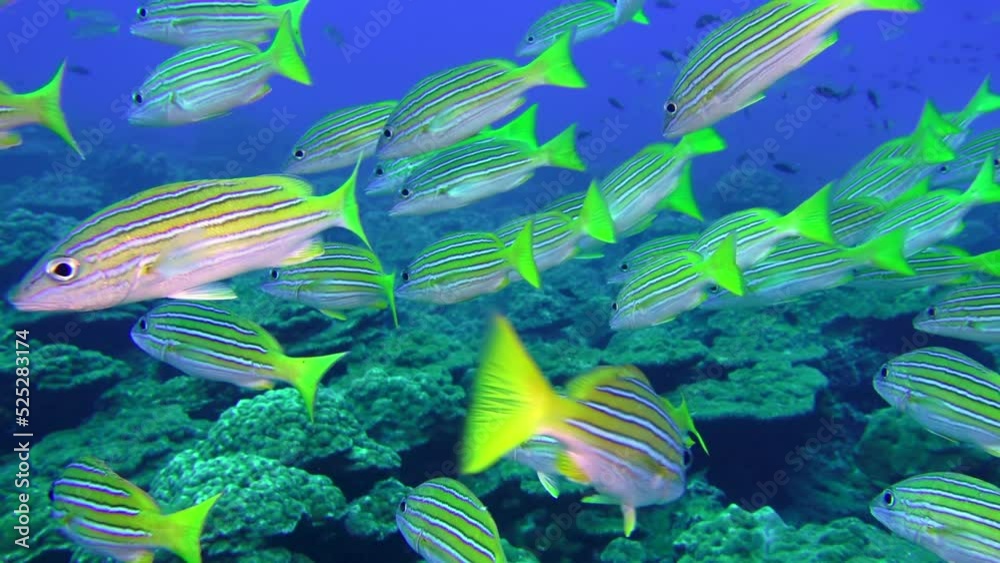 Shoal of snappers in wonderful seabed of the Andaman Sea Islands ...