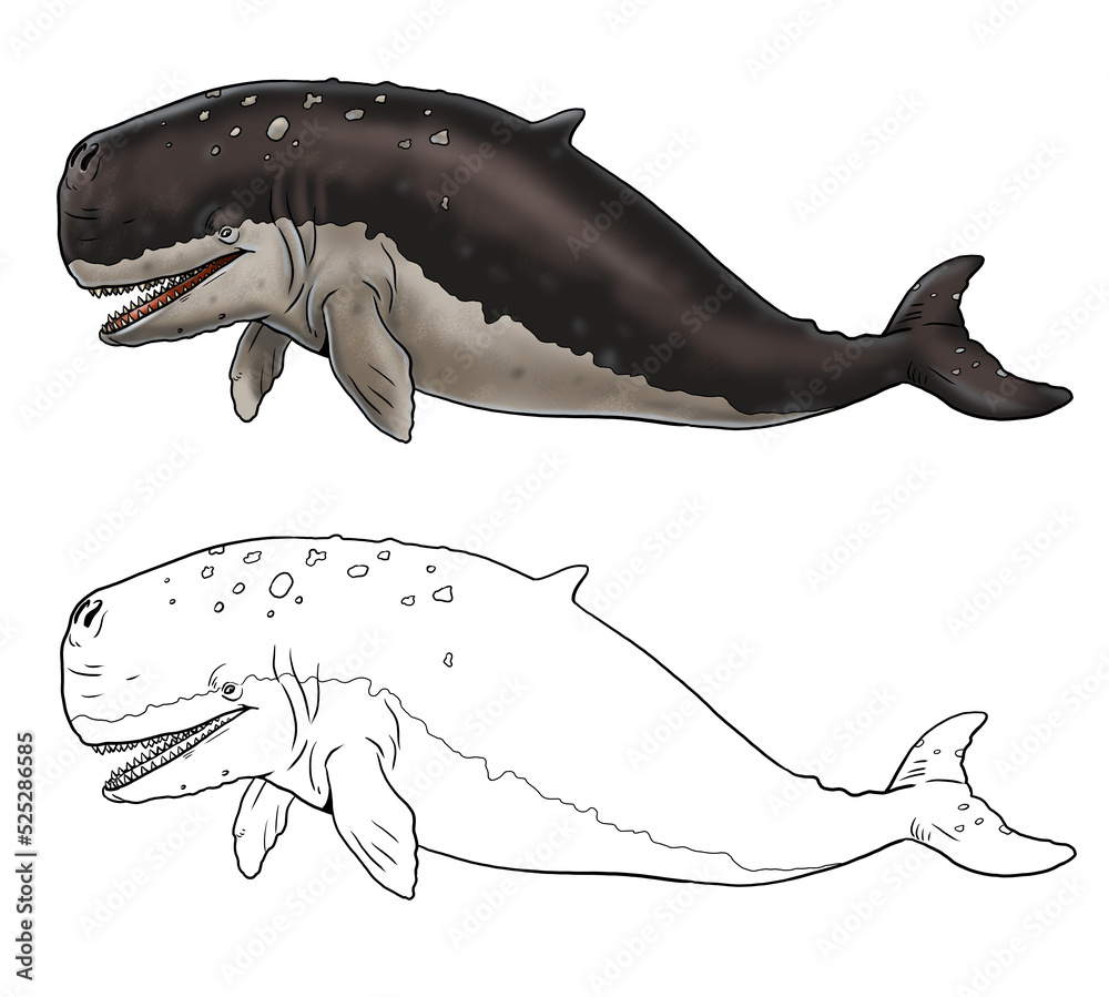 Prehistoric whale Livyatan. Silhouette illustration with extinct ...