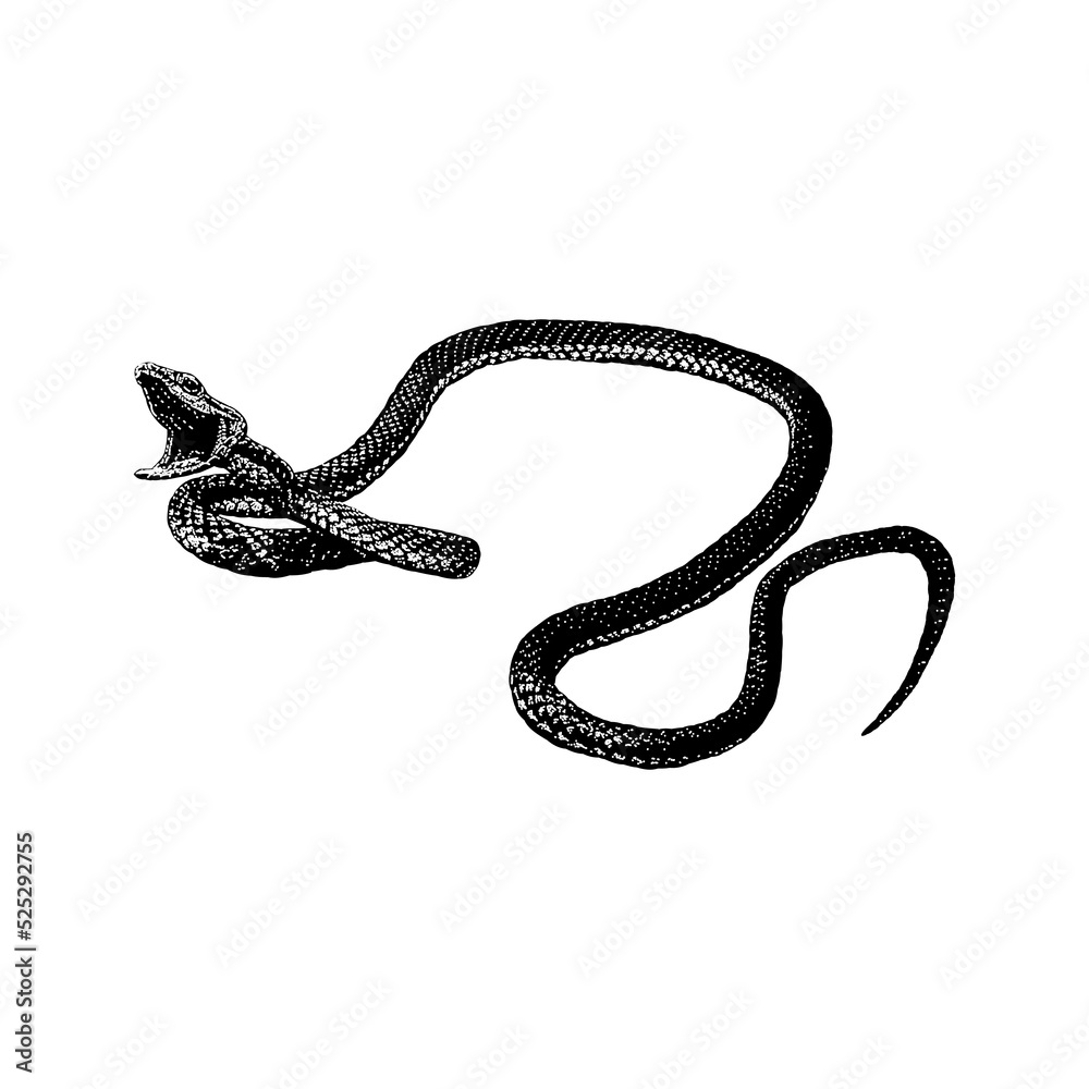 Parrot Snake hand drawing vector illustration isolated on background ...