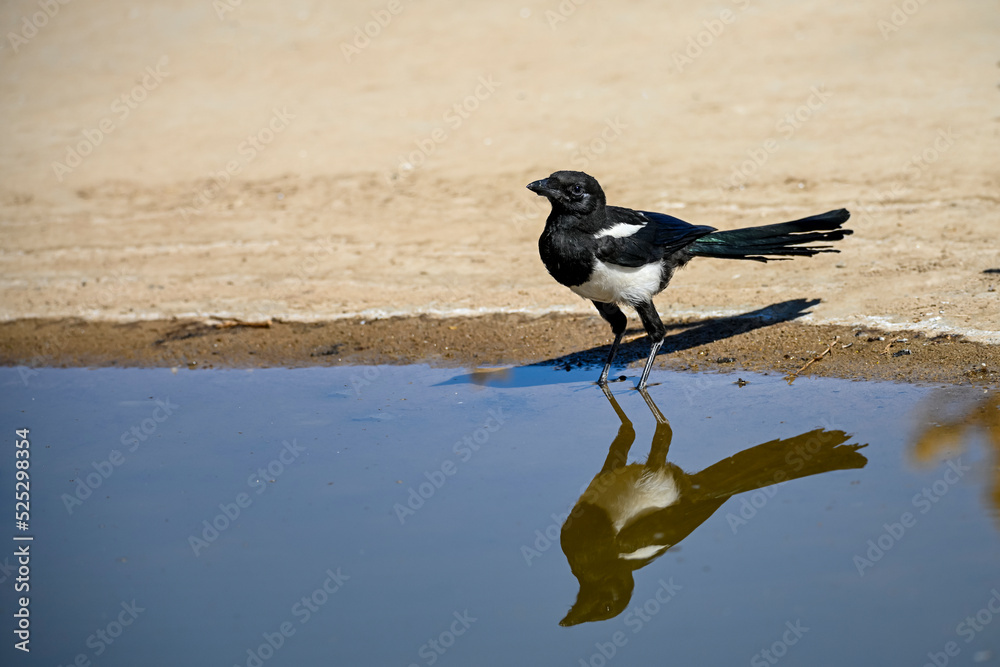 Pica pica - The common magpie is a species of passerine bird in the ...