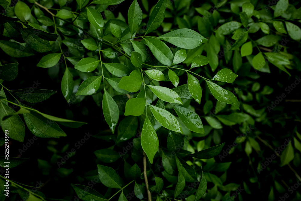 green leaves background, leaves background, green leaves, green ...