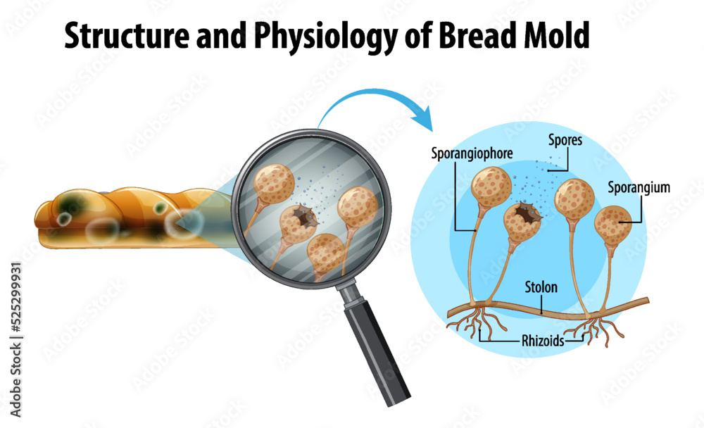 Structure and Physiology of Bread Mold Stock Vector | Adobe Stock